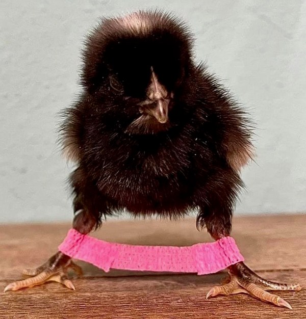 Tikkun Olam Farm Sanctuary: Where Chickens Go To Thrive – Bitchin' Chickens