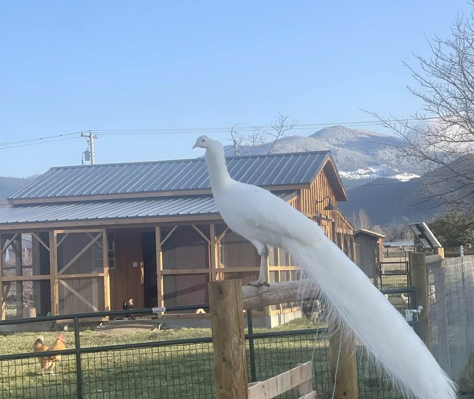 Tikkun Olam Farm Sanctuary: Where Chickens Go To Thrive – Bitchin' Chickens