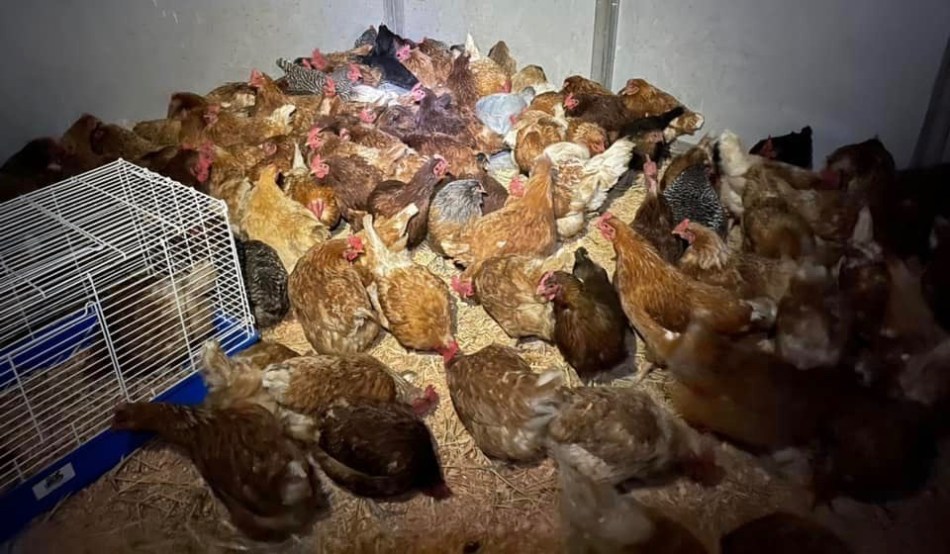 Tikkun Olam Farm Sanctuary: Where Chickens Go To Thrive – Bitchin' Chickens