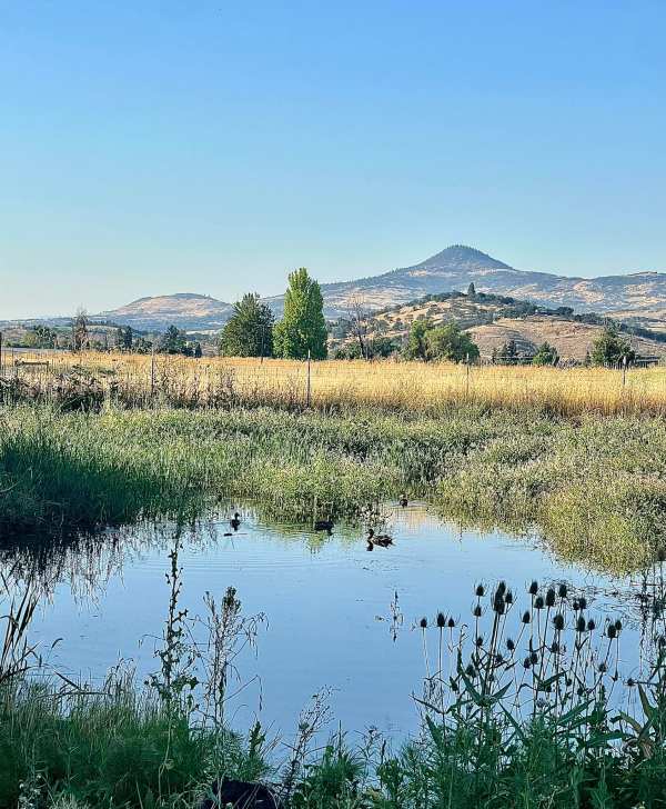 Tikkun Olam Farm Sanctuary: Where Chickens Go To Thrive – Bitchin' Chickens