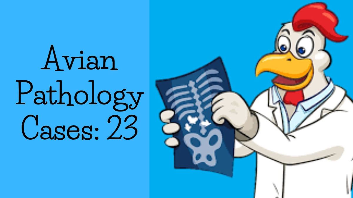 Avian Pathology Cases: 23 – Bitchin' Chickens
