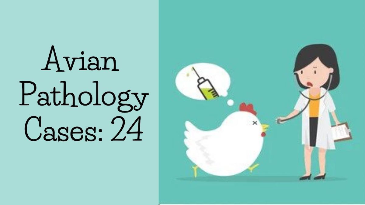 Avian Pathology Cases: 24 – Bitchin' Chickens