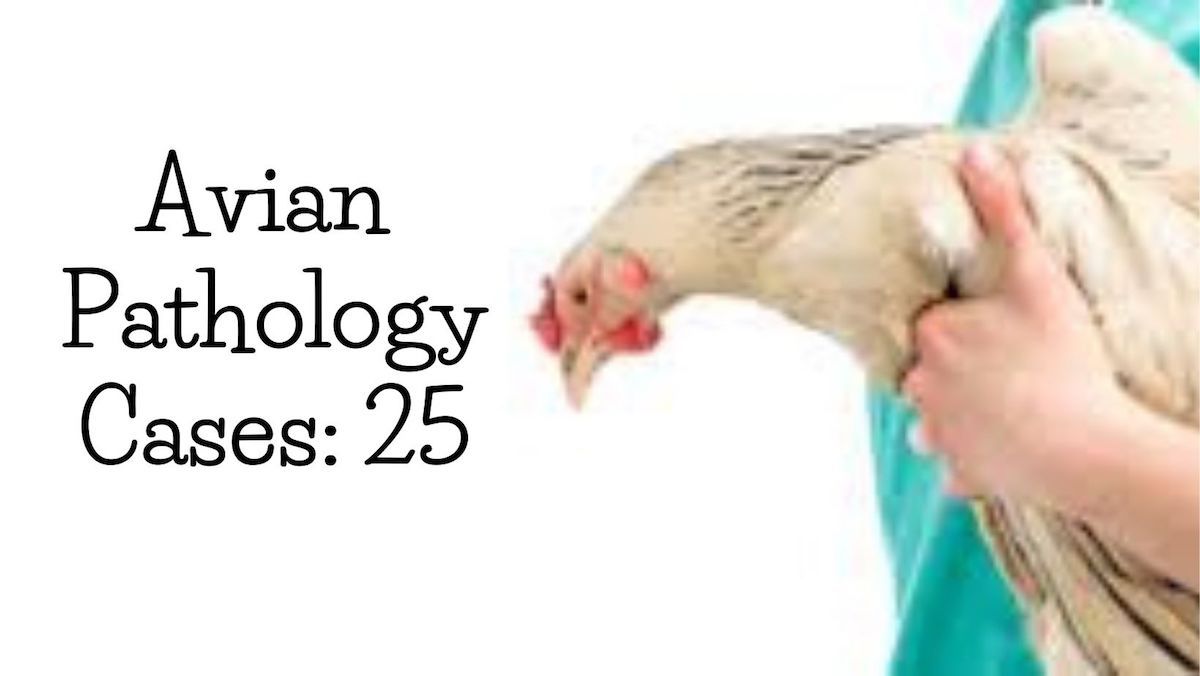 Avian Pathology Cases: 25 – Bitchin' Chickens