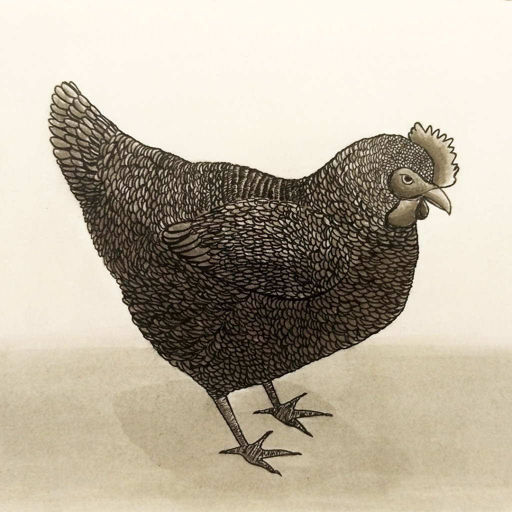 Celina Marie Chase: Bawk Bawk In The Backyard – Bitchin' Chickens