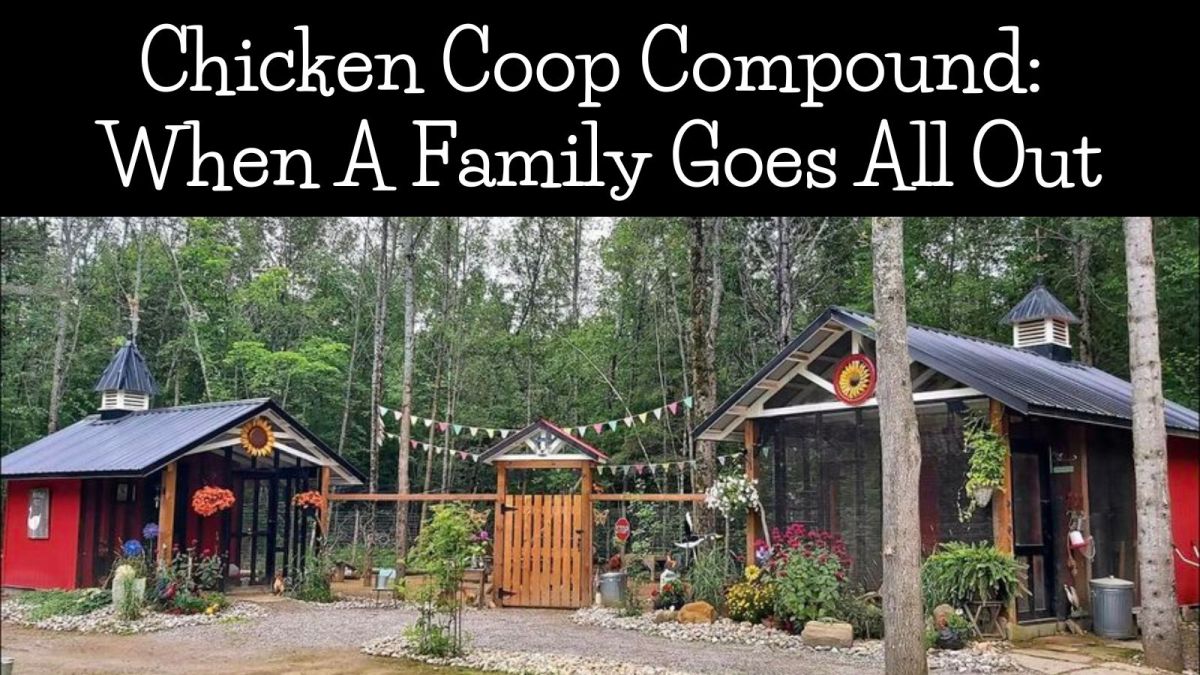 Chicken Coop Compound: When A Family Goes All Out – Bitchin' Chickens