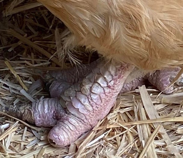 Avian Pathology Cases: 27 – Bitchin' Chickens