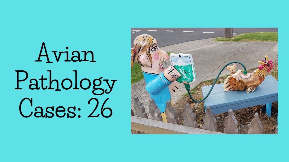 Avian Pathology Cases: 26 – Bitchin' Chickens