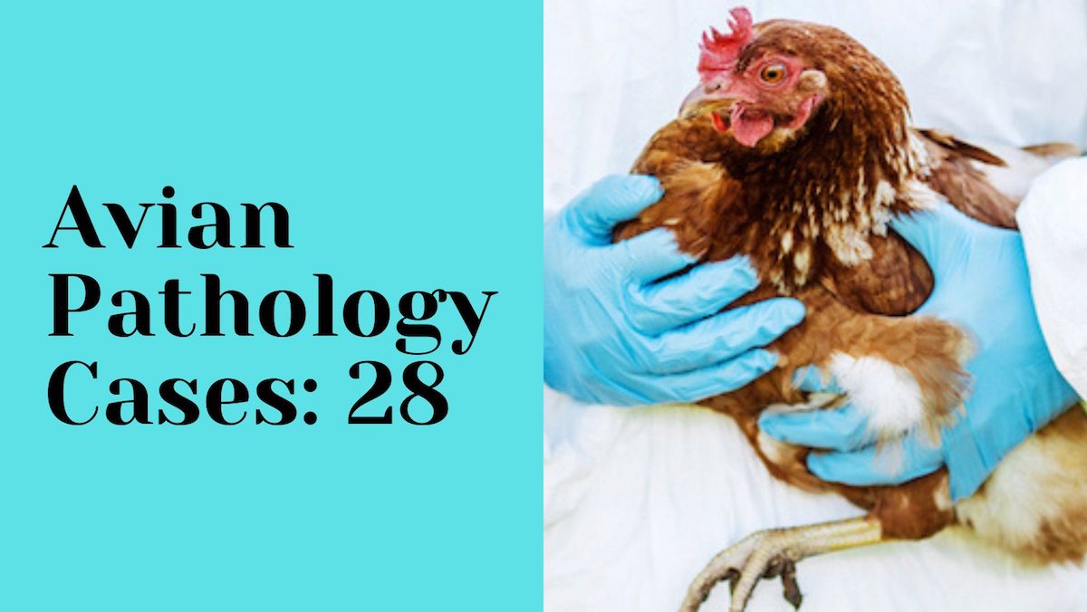 Avian Pathology Cases: 28 – Bitchin' Chickens