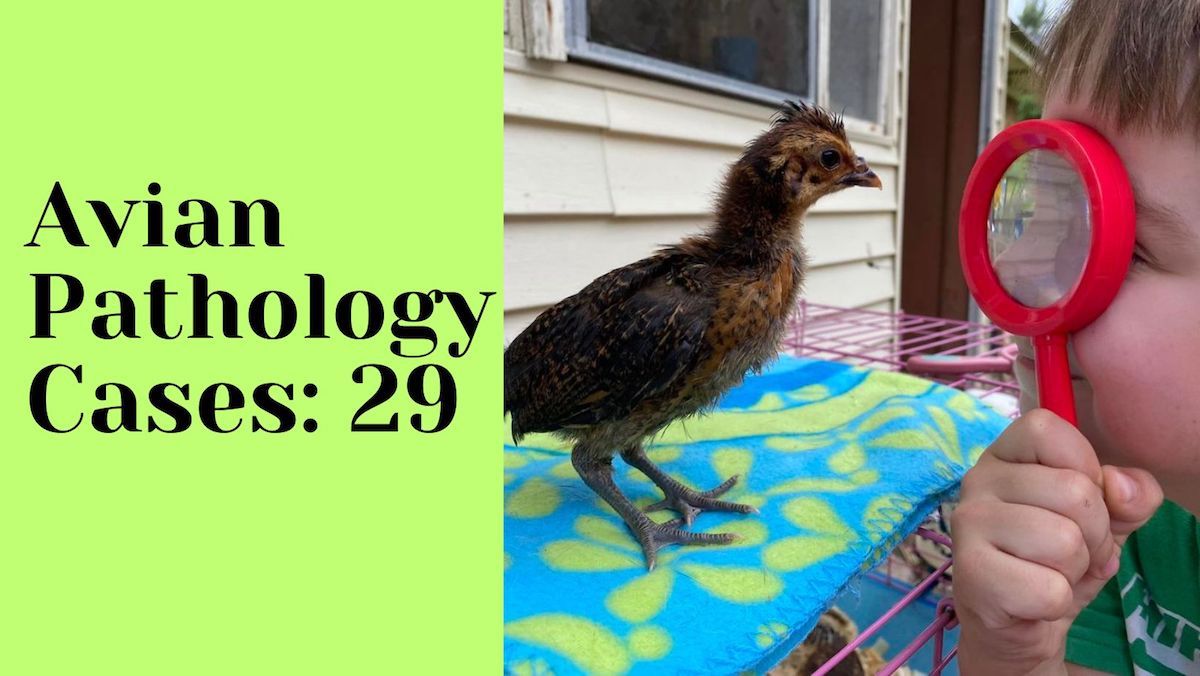 Avian Pathology Cases: 29 – Bitchin' Chickens