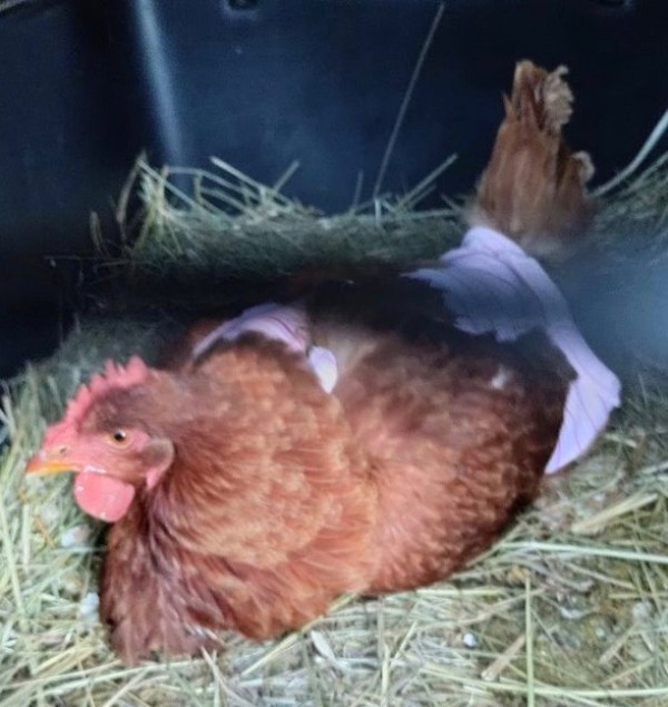 Case Study: Abscess Surgery – Bitchin' Chickens