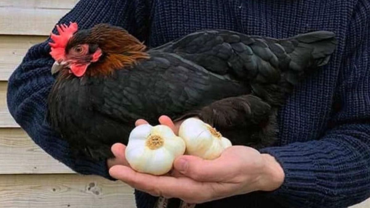 Natural Remedy For Chickens: Garlic – Bitchin' Chickens