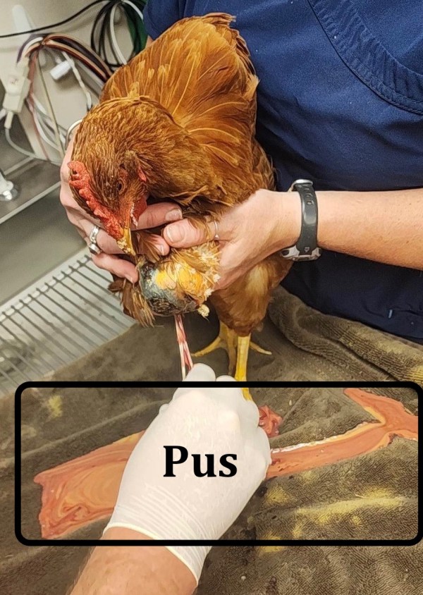Case Study: Abscess Surgery – Bitchin' Chickens
