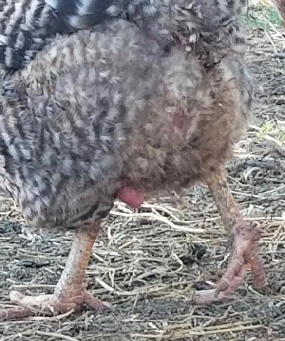 Avian Pathology Cases: 28 – Bitchin' Chickens