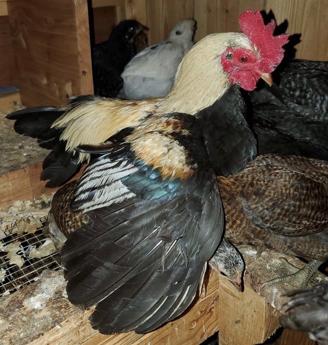 Rooster Dads, Happy Father’s Day – Bitchin' Chickens