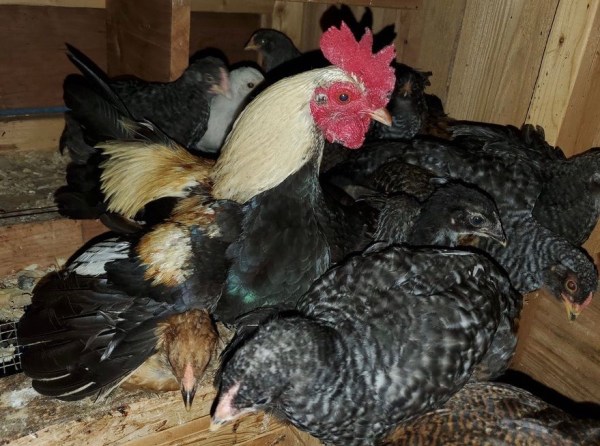 Rooster Dads, Happy Father’s Day – Bitchin' Chickens