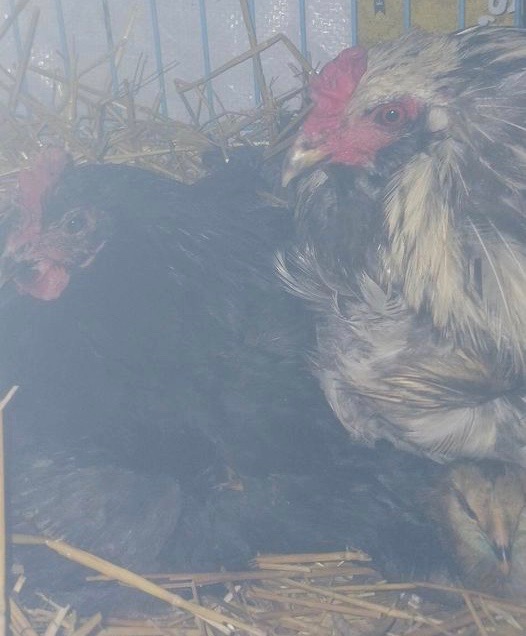 Rooster Dads, Happy Father’s Day – Bitchin' Chickens