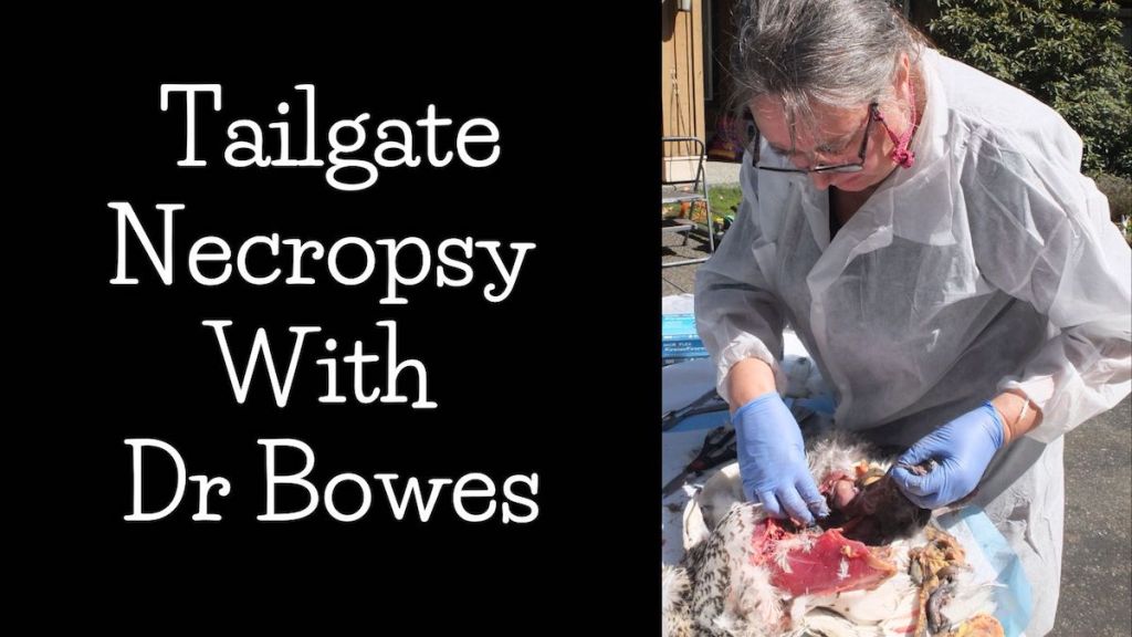 Tailgate Necropsy With Dr Bowes – Bitchin' Chickens