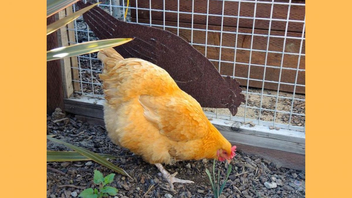 When Art Meets Chickens: 17 – Bitchin' Chickens