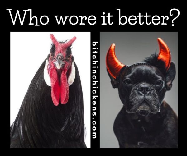Bitchin’ Chickens Memes: 30 – Bitchin' Chickens