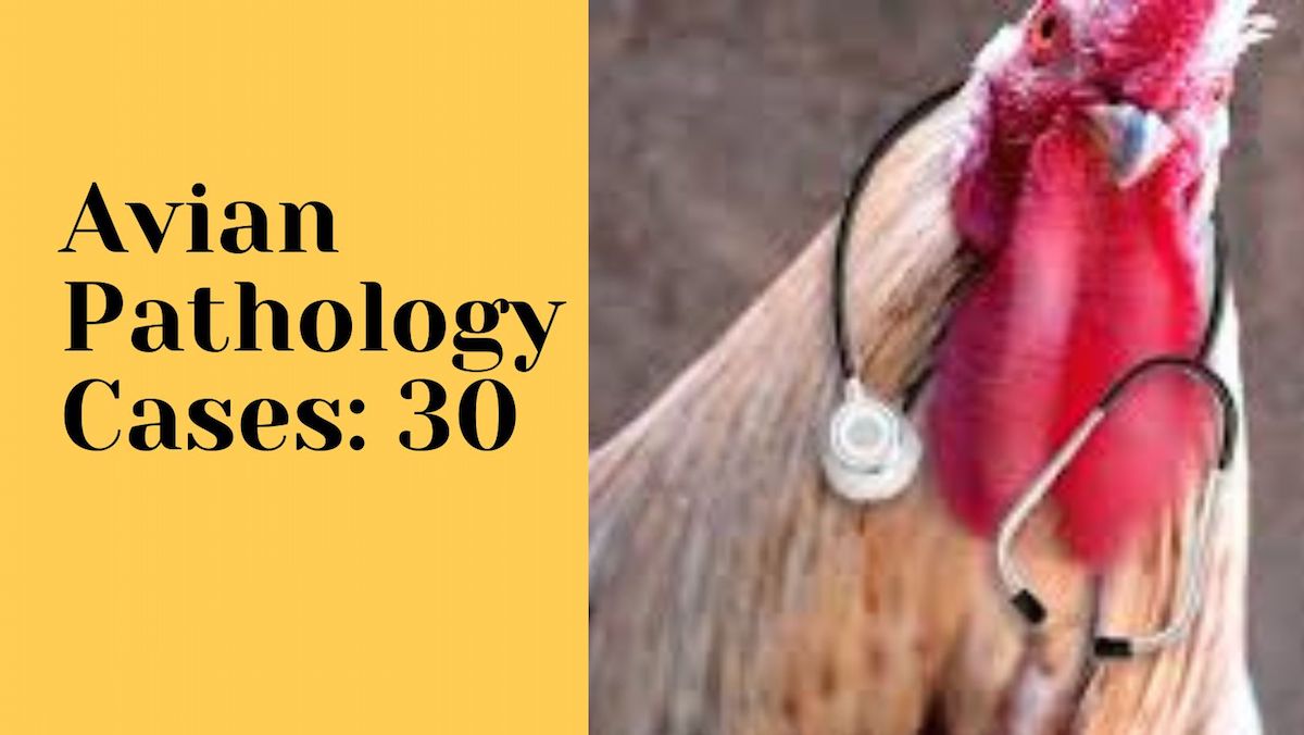 Avian Pathology Cases: 30 Oddities 1 – Bitchin' Chickens