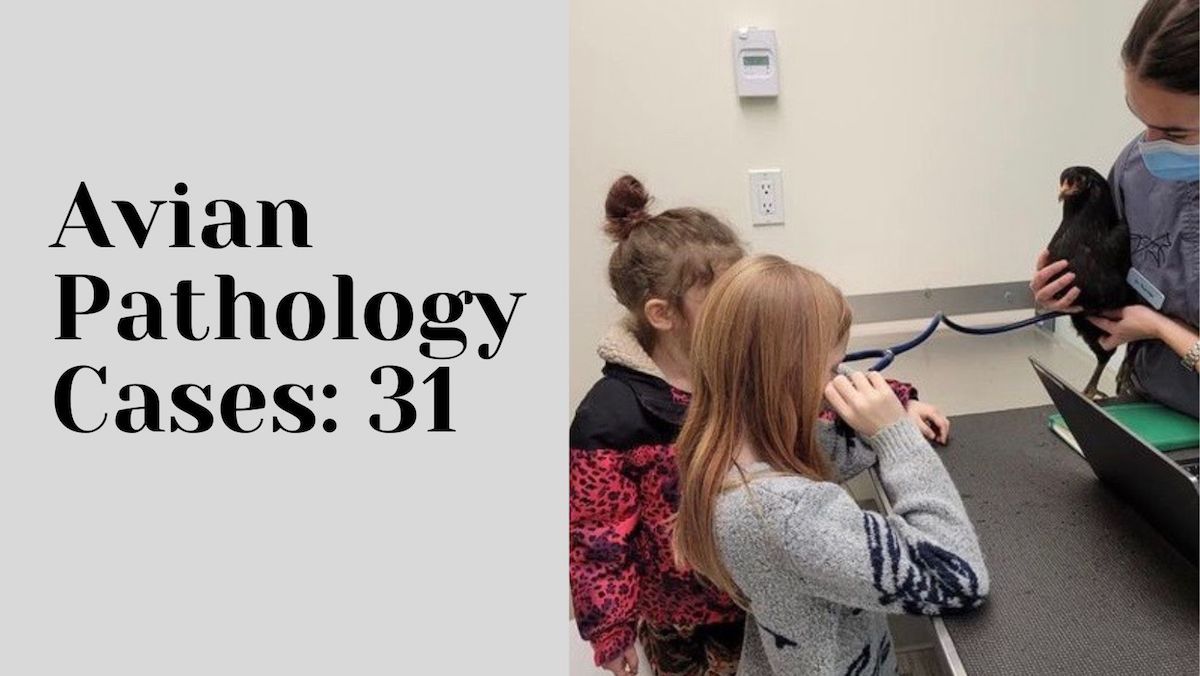 Avian Pathology Cases: 31 – Bitchin' Chickens