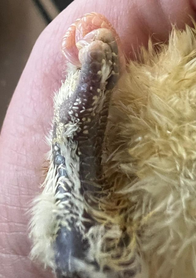 Avian Pathology Cases: 30 Oddities 1 – Bitchin' Chickens