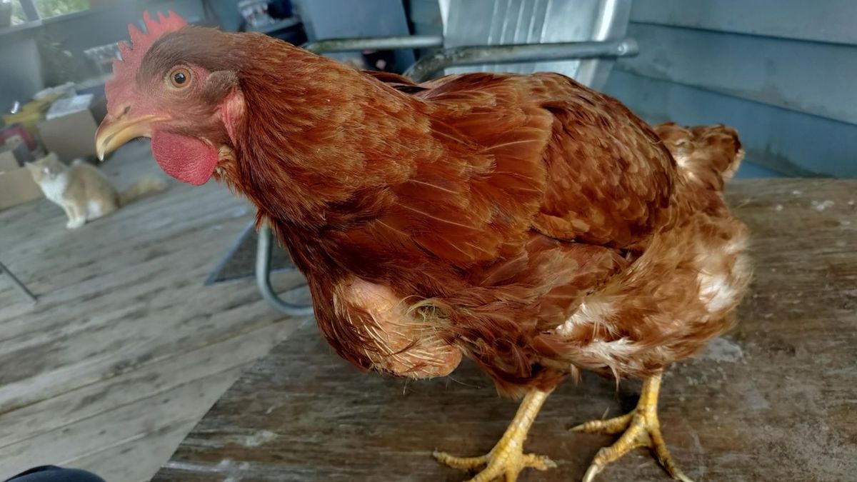 Case Study: Abscess Surgery – Bitchin' Chickens