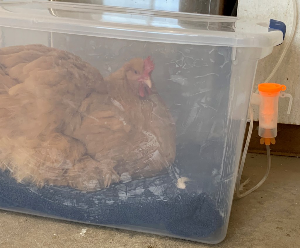 A Chicken Keeper’s Grief & Loss: 2 – Bitchin' Chickens
