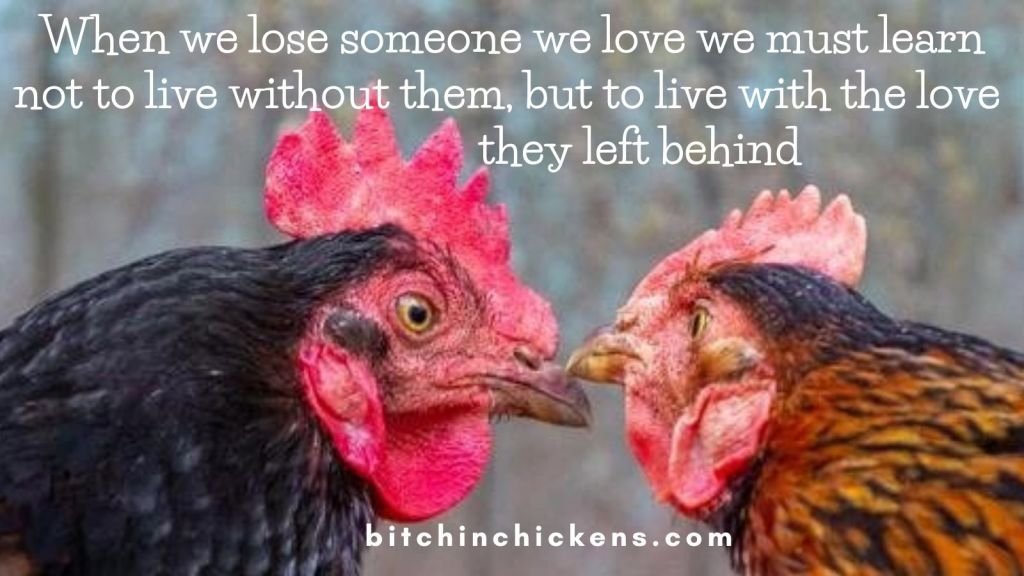 A Chicken Keeper’s Grief & Loss: 2 – Bitchin' Chickens