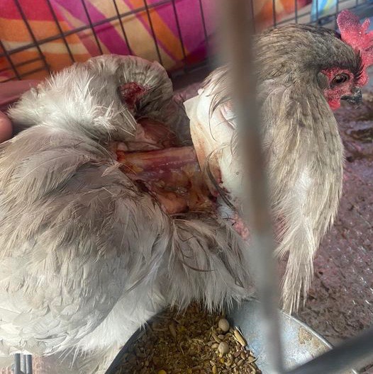 Myth Buster: Refuting Online Chicken Advice – Bitchin' Chickens