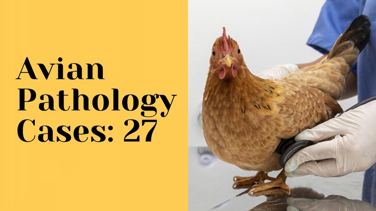 Avian Pathology Cases: 27 – Bitchin' Chickens
