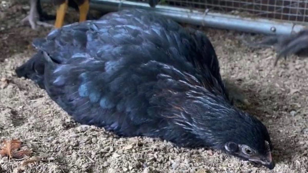 Case Study: Botulism 2 – Bitchin' Chickens