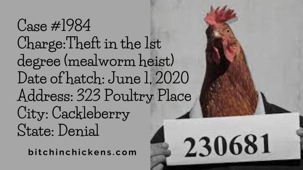 Bitchin’ Chickens Memes: 31 – Bitchin' Chickens