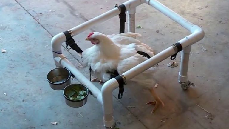 How To Make A DIY Chicken Wheelchair – Bitchin' Chickens