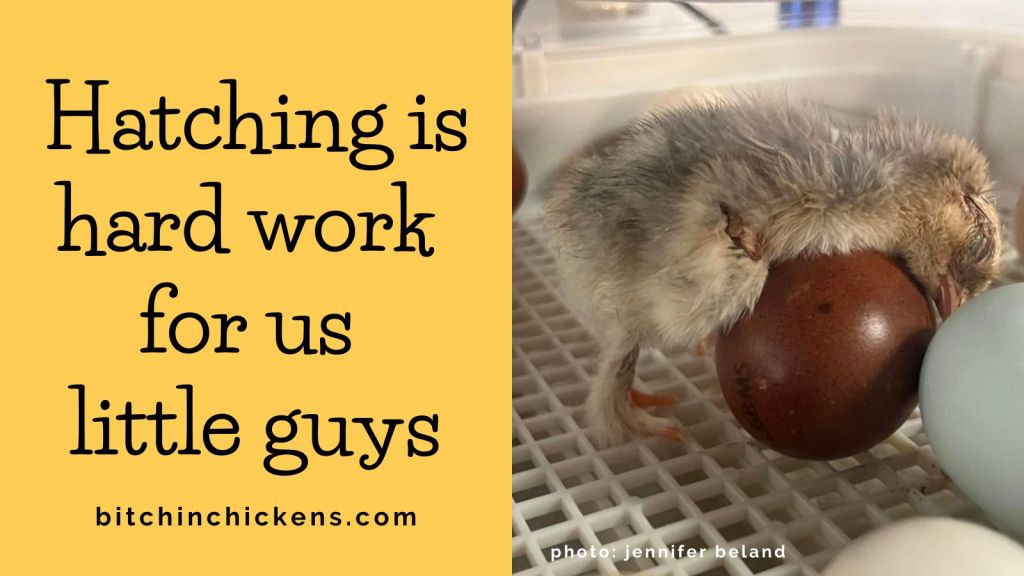 Bitchin’ Chickens Memes: 31 – Bitchin' Chickens