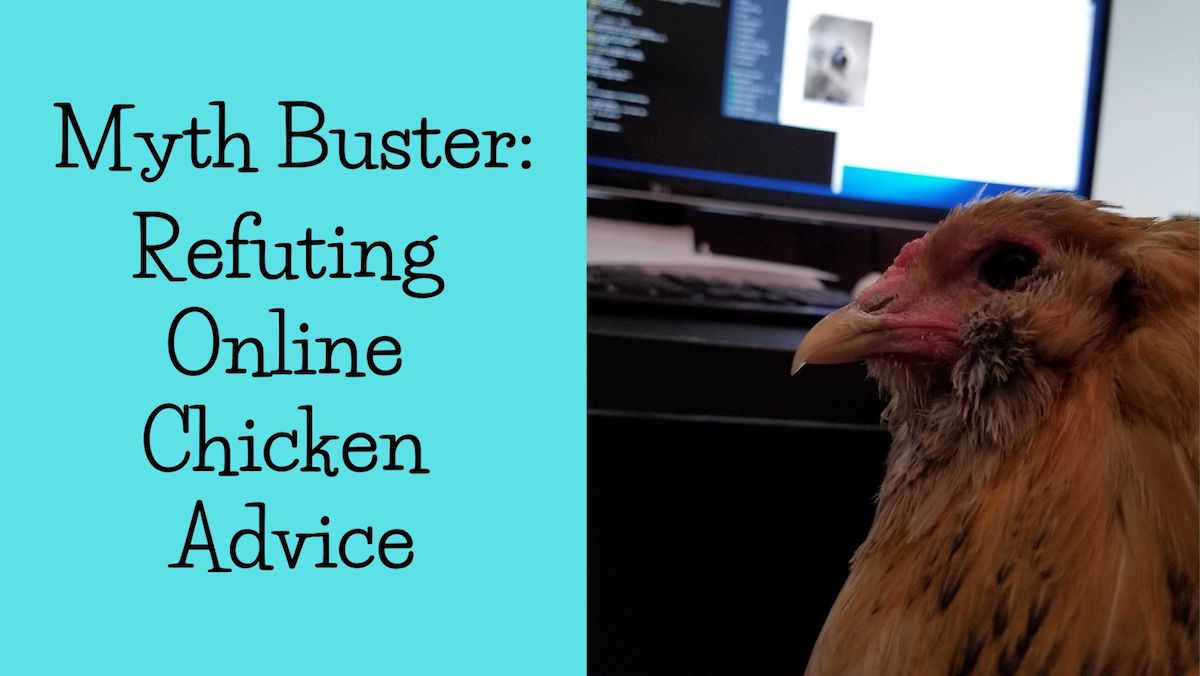 Myth Buster: Refuting Online Chicken Advice – Bitchin' Chickens