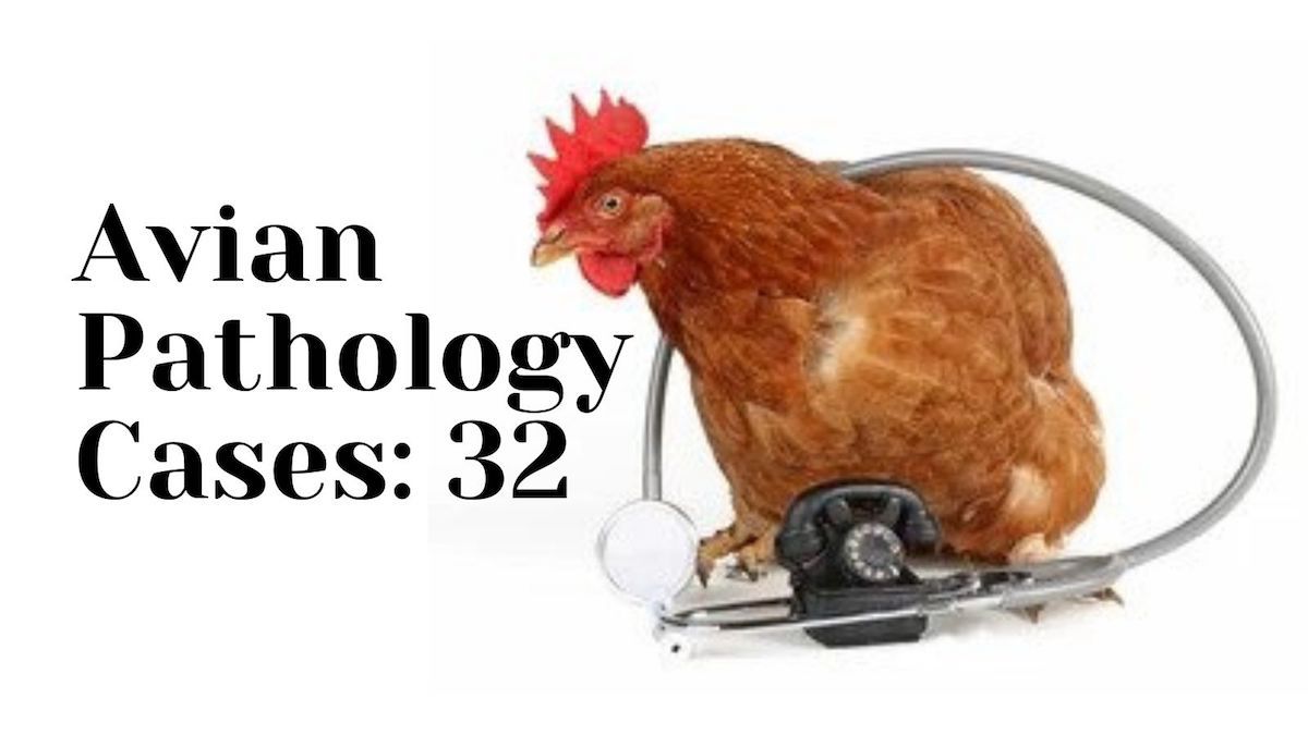 Avian Pathology Cases: 32 – Bitchin' Chickens