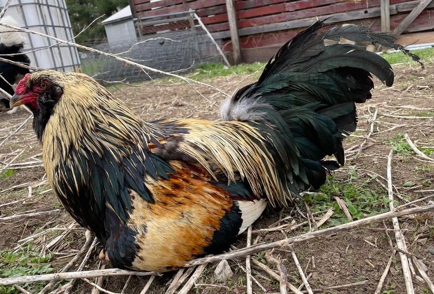 The Funny Farm: Tales Of Roosters & Hens 2 – Bitchin' Chickens
