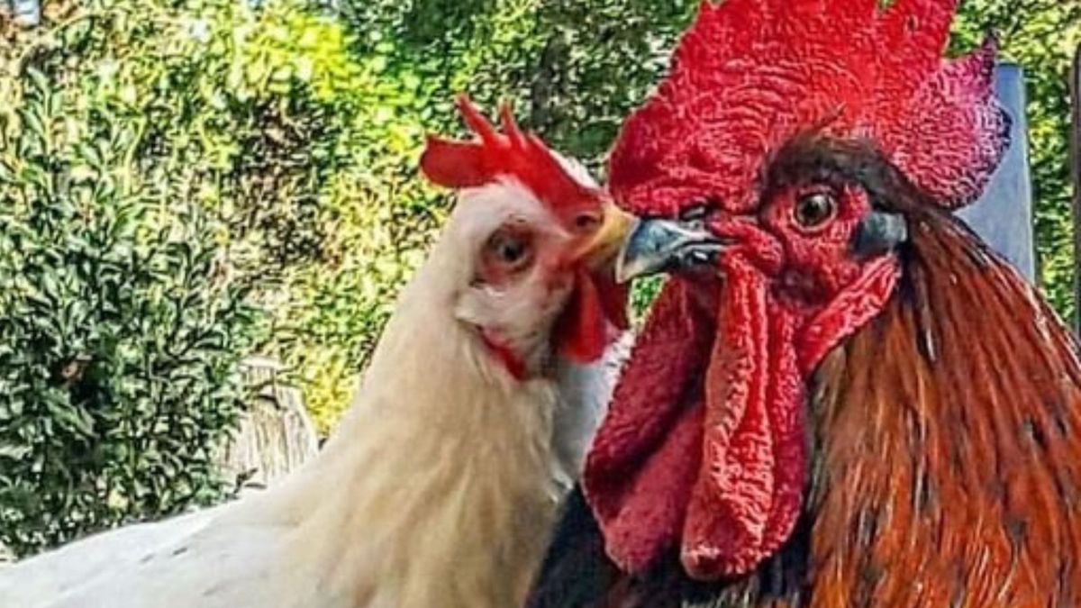The Funny Farm: Tales Of Roosters & Hens 2 – Bitchin' Chickens
