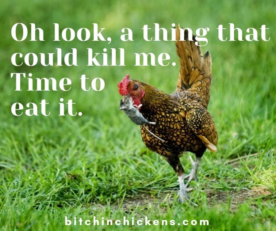 Beware: Hazards That Await Your Chickens – Bitchin' Chickens