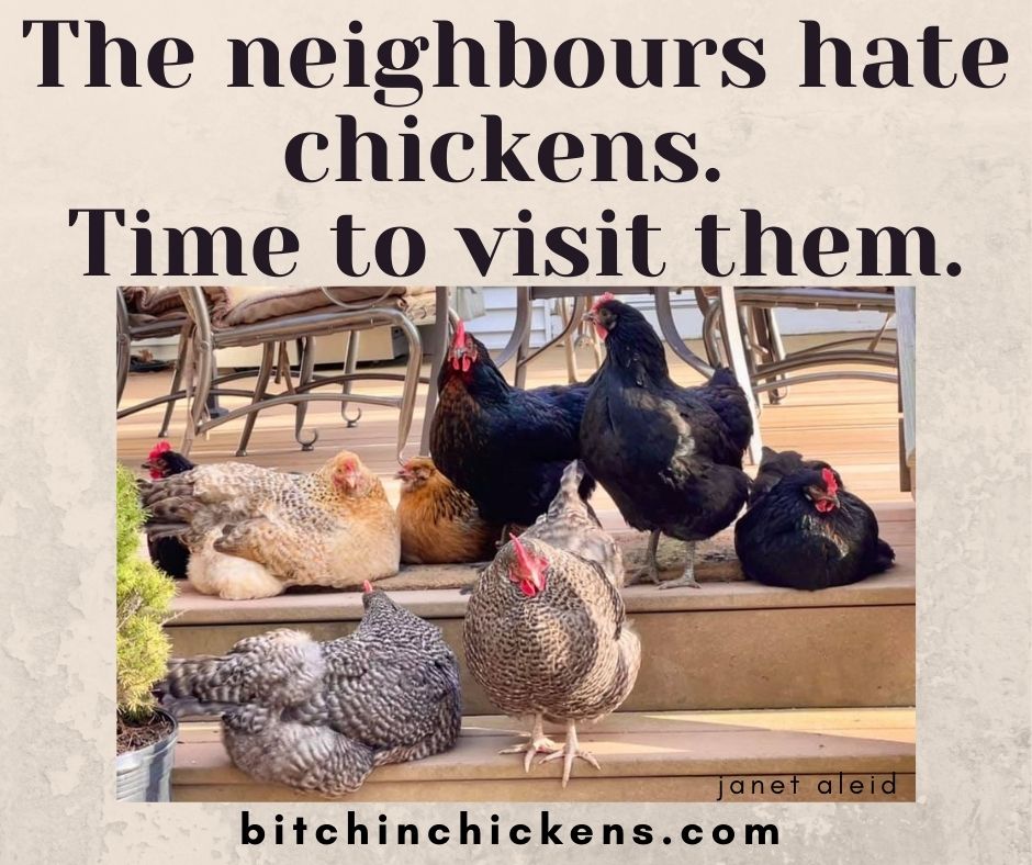 Beware: Hazards That Await Your Chickens – Bitchin' Chickens