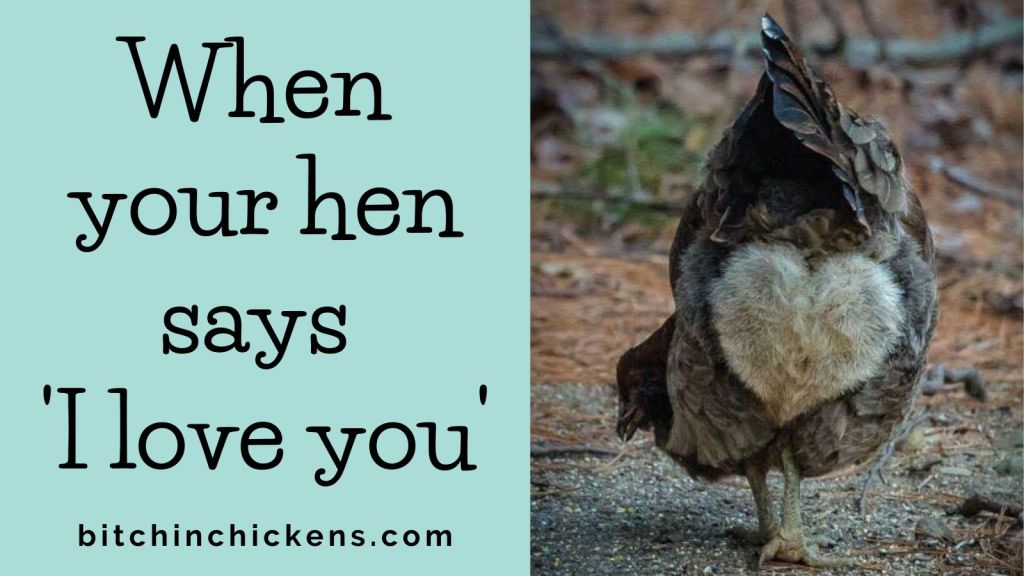 Bitchin’ Chickens Memes: 31 – Bitchin' Chickens