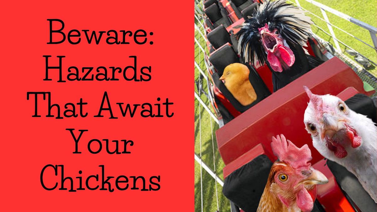 Beware: Hazards That Await Your Chickens – Bitchin' Chickens