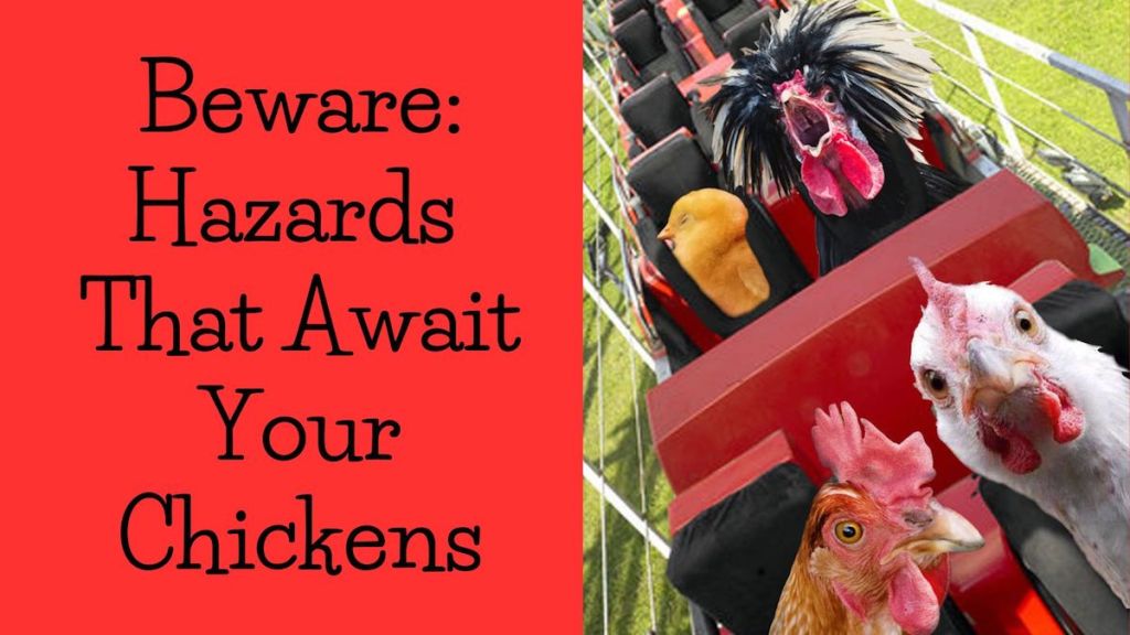 Beware: Hazards That Await Your Chickens – Bitchin' Chickens
