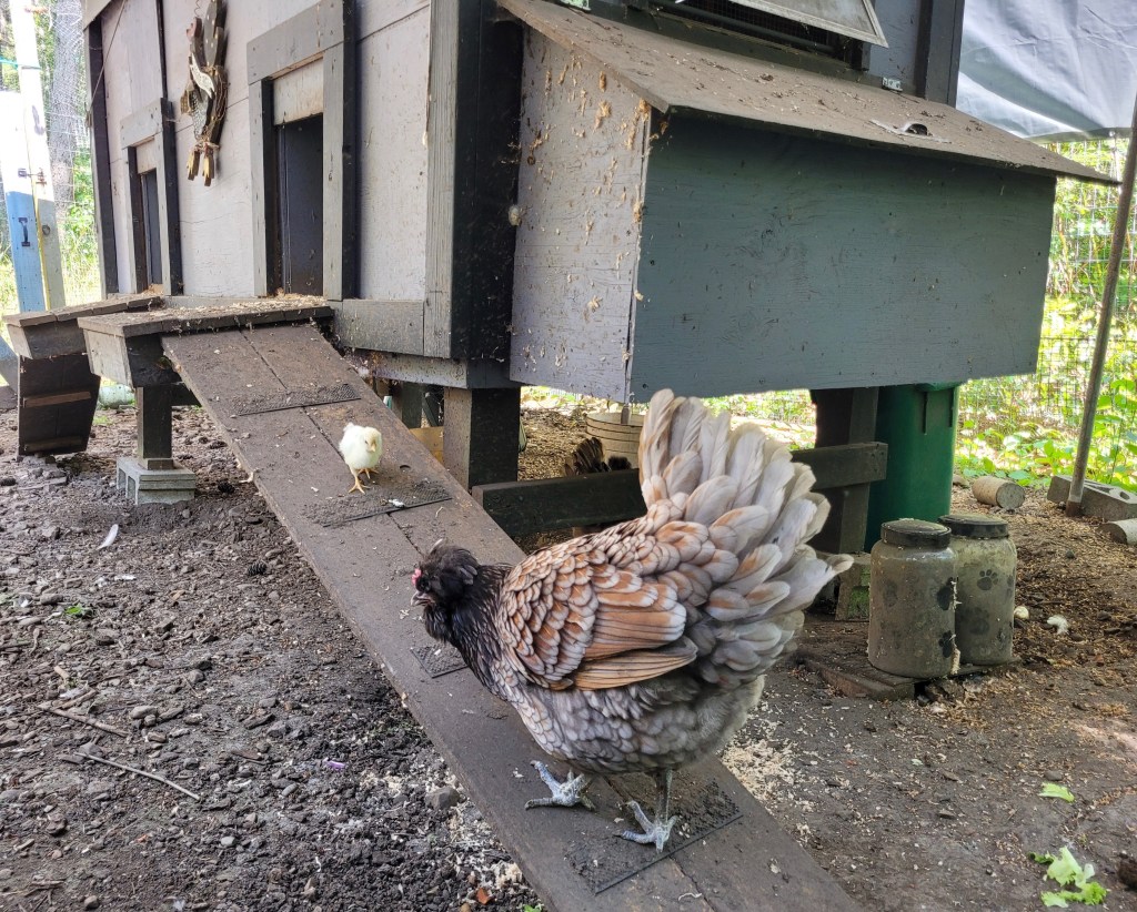 Bitchin’ Chickens Broody Hens 2023 – Bitchin' Chickens