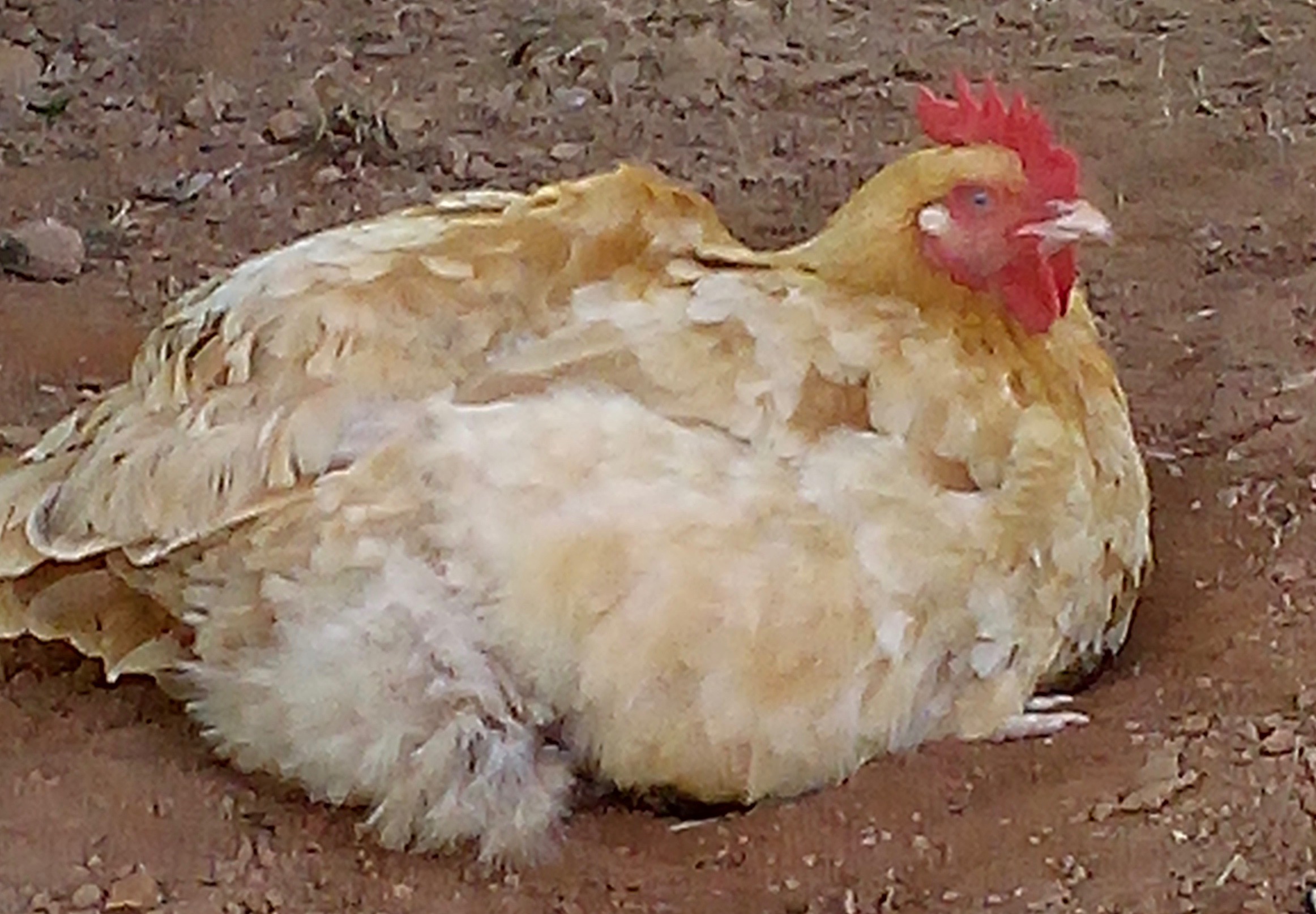 My Chicken Story: Buffy The Mischievous Hen – Bitchin' Chickens