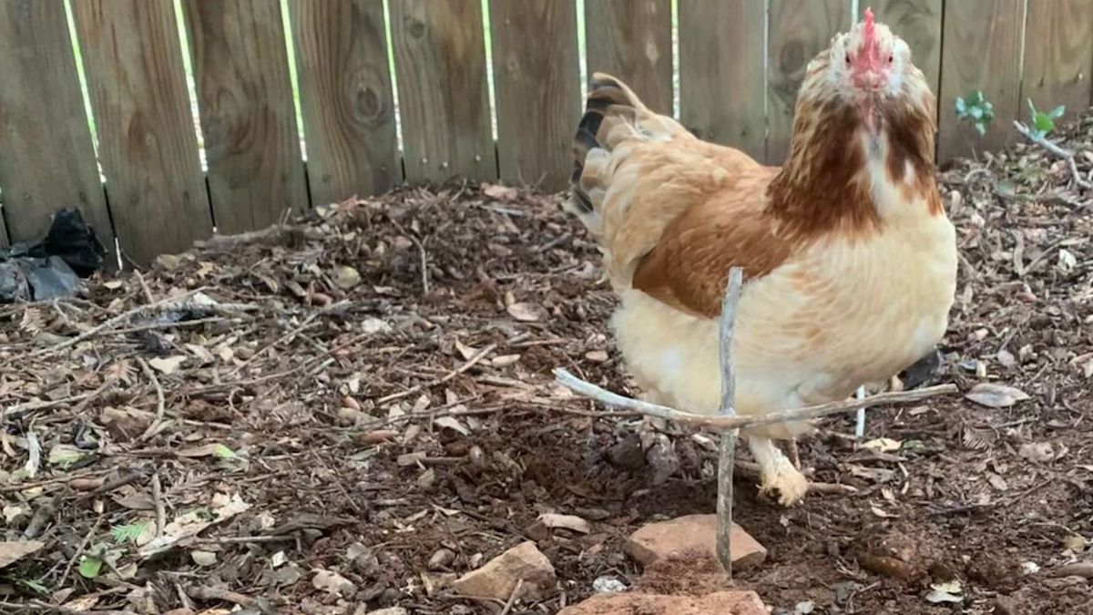 Bitchin' Chickens – Everything You Need To Know About Backyard Chickens ...