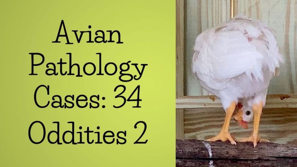 Avian Pathology Cases: 34 Oddities – Bitchin' Chickens