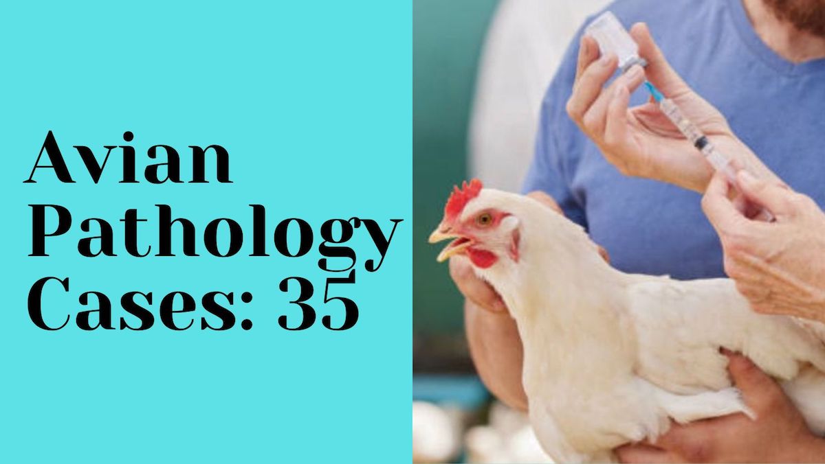 Avian Pathology Cases: 35 – Bitchin' Chickens