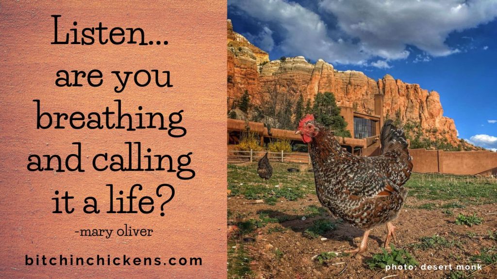 Bitchin’ Chickens Memes: 34 – Bitchin' Chickens